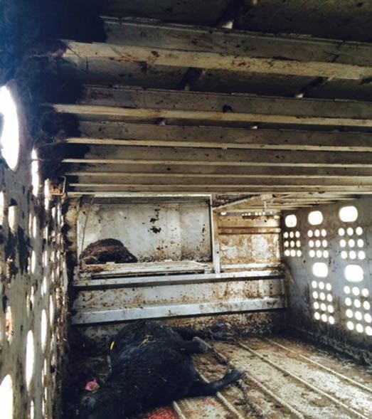 Livestock Roadway Incident | First Responders | Emergency Responder ...