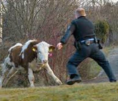 Livestock Roadway Incident | First Responders | Emergency Responder ...