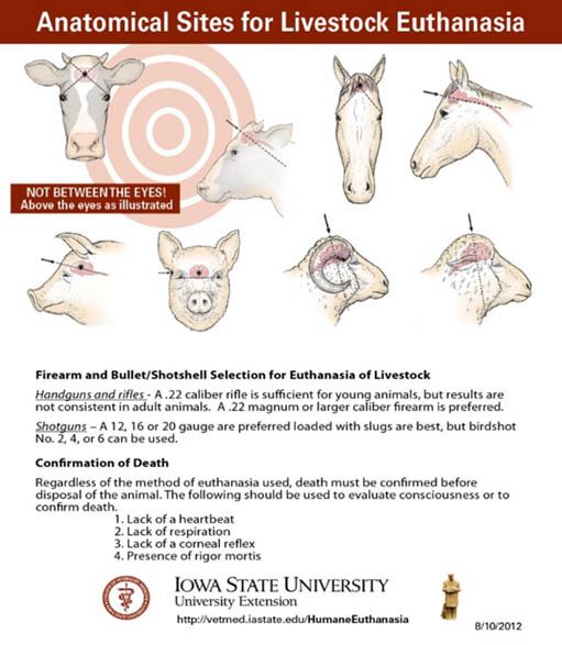 Livestock Roadway Incident | First Responders | Emergency Responder ...